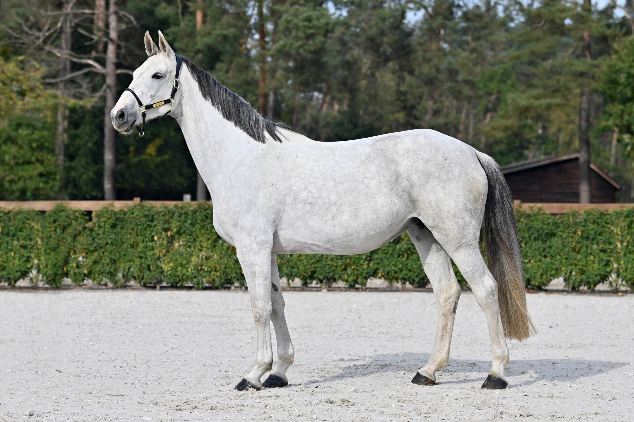 Arctic Ice Z - Barnbridge Auctions