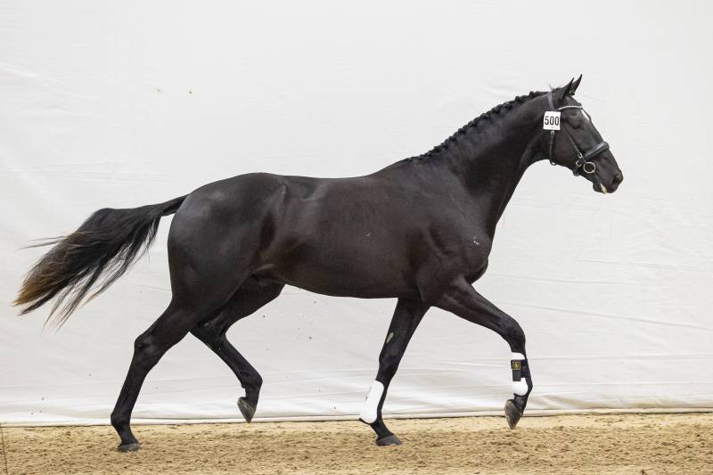 Ozaro - Barnbridge Auctions