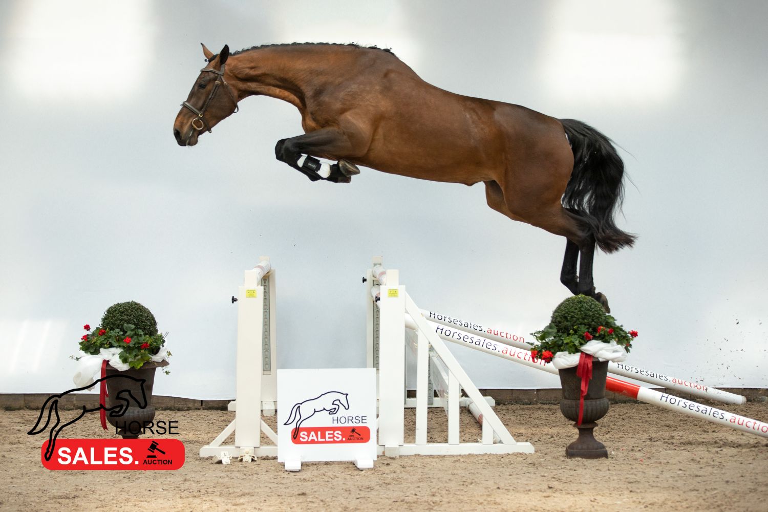 Donna Fleur Z - Barnbridge Auctions