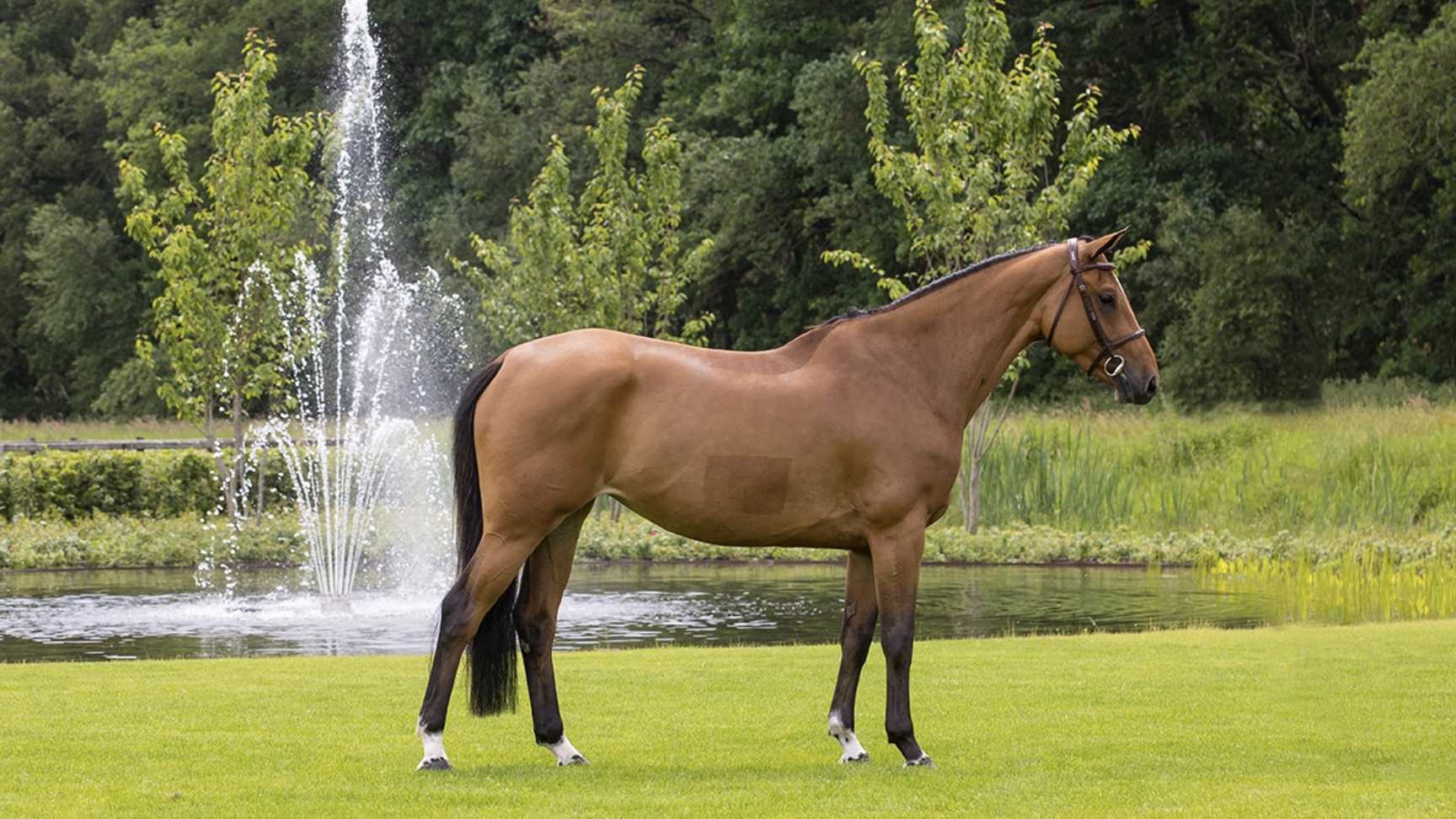 Marabel W - Barnbridge Auctions