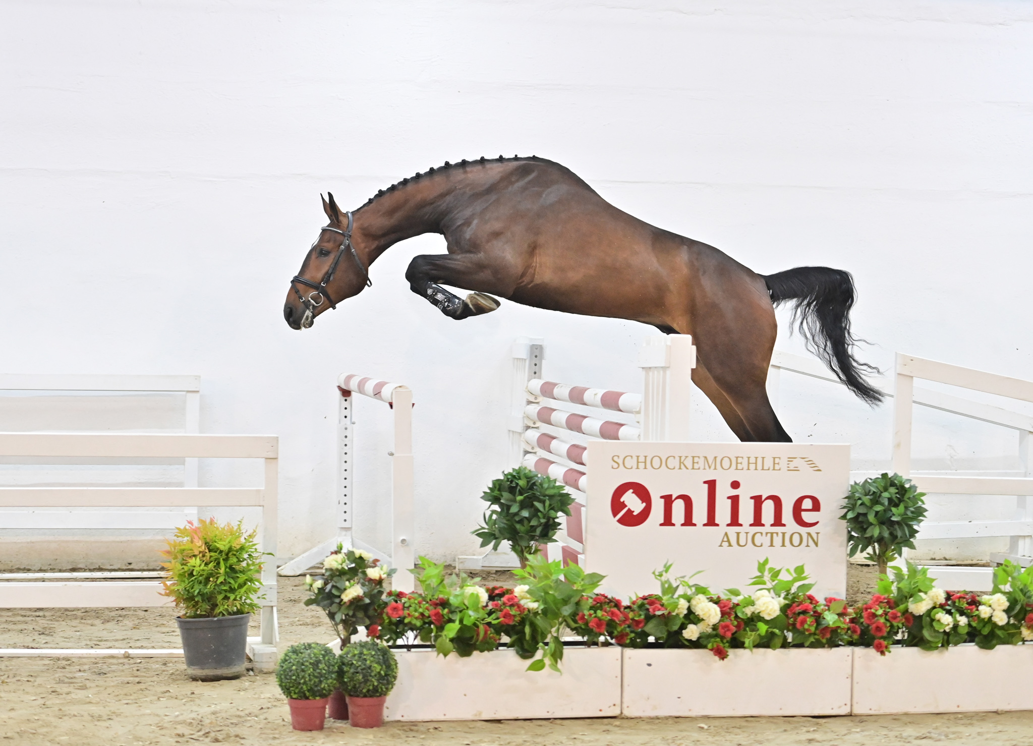 Chiogran PS - Barnbridge Auctions