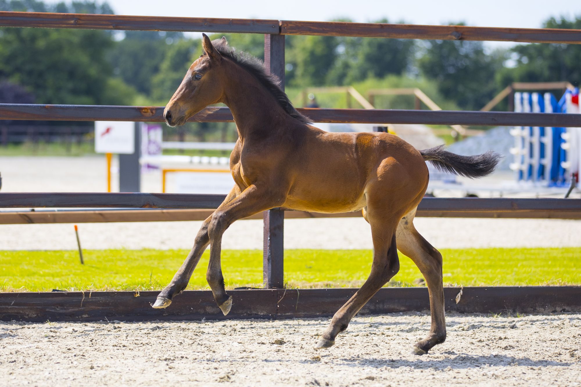 Famuze Z - Barnbridge Auctions