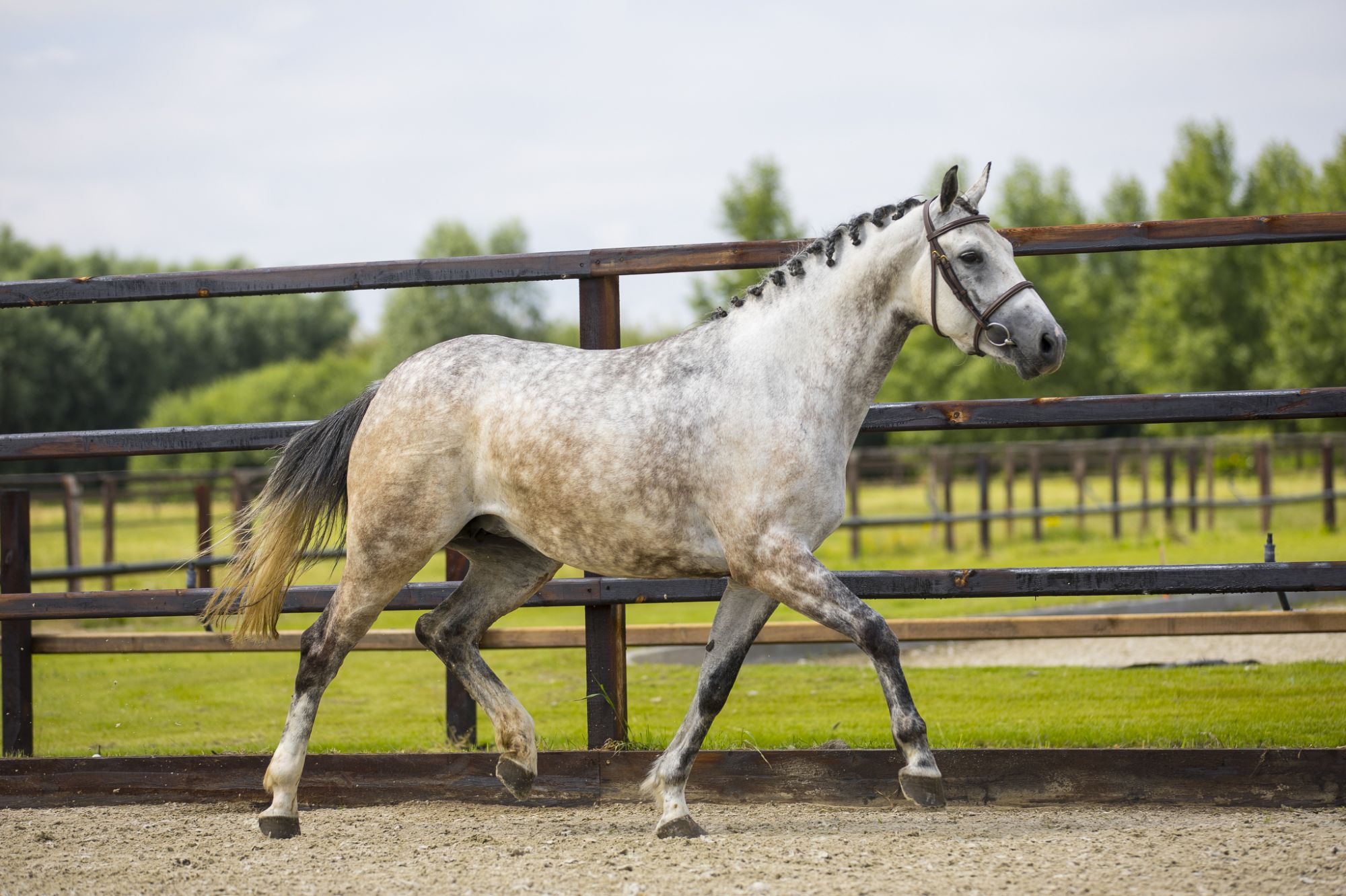 Hazelberg's Lambada - Barnbridge Auctions