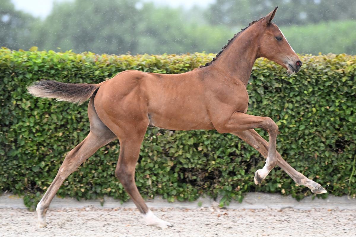 Edelbert Jep - Barnbridge Auctions