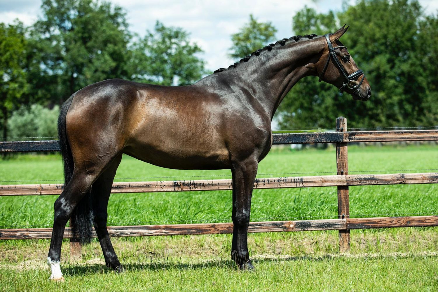 One and Only - Barnbridge Auctions