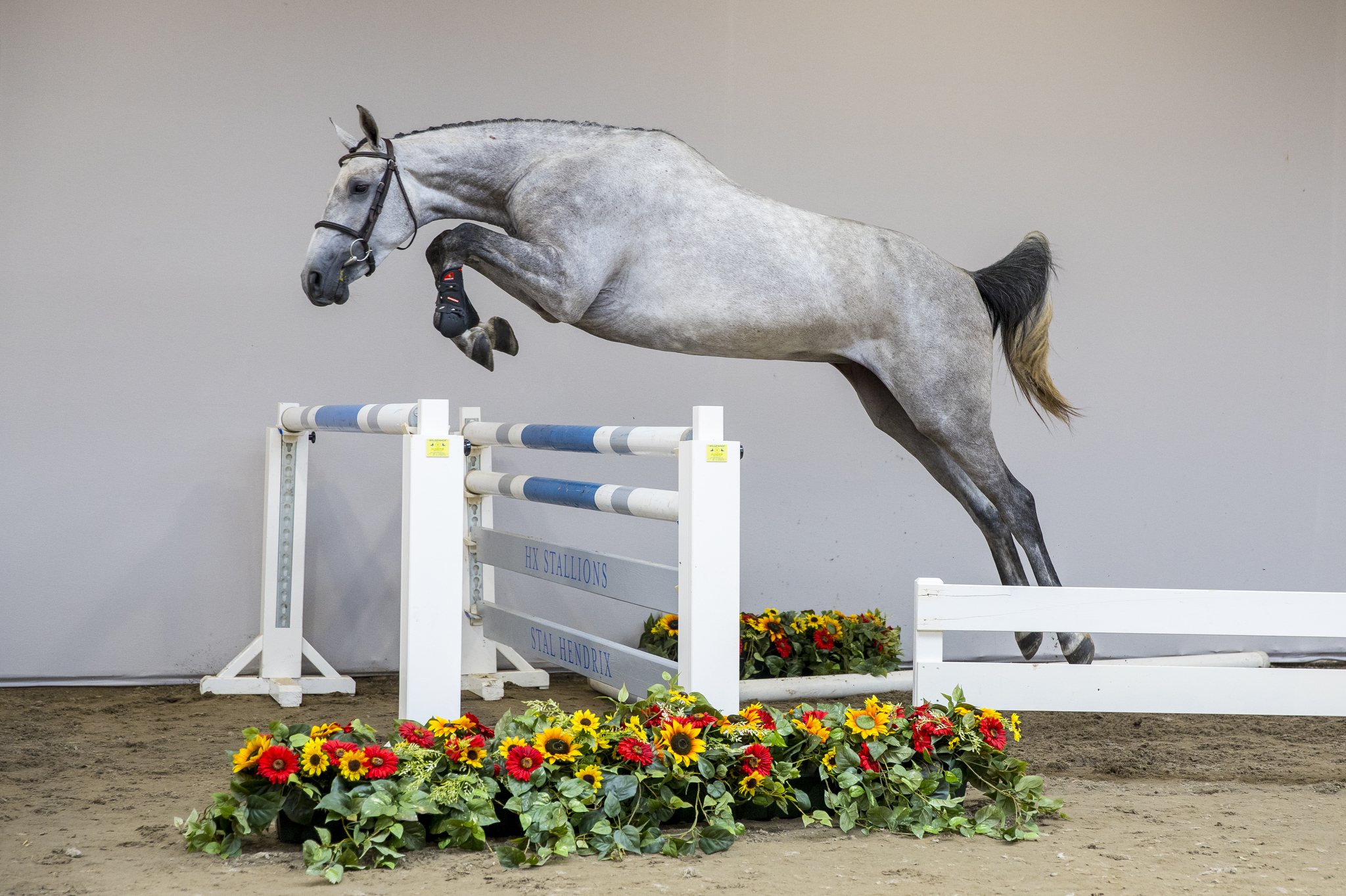 Orlagh HX - Barnbridge Auctions