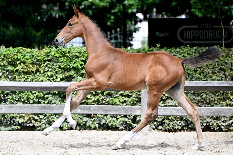 Cusiano VDH Z - Barnbridge Auctions