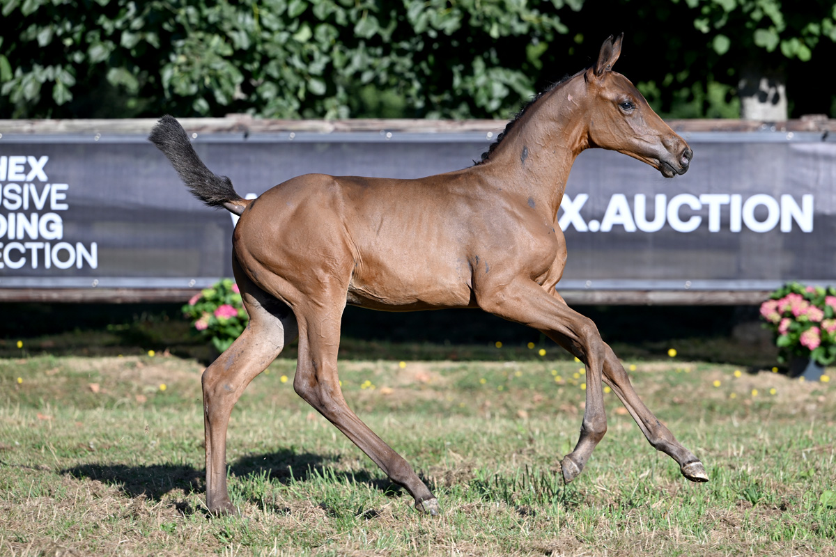 Wombat Pommex - Barnbridge Auctions