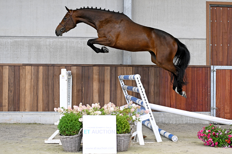 Tiara van Bloemendael - Barnbridge Auctions