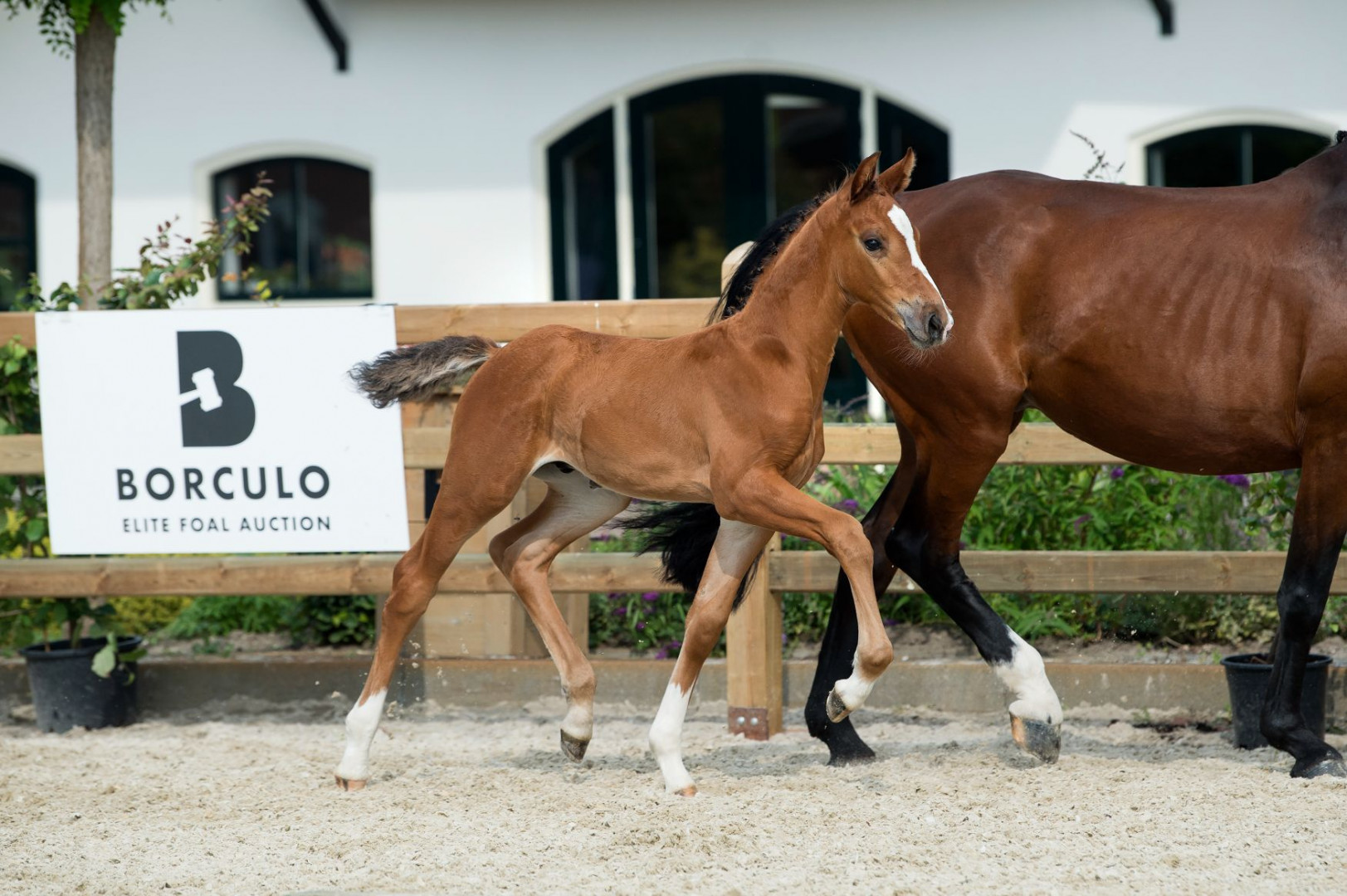 Securus Eickenrode - Barnbridge Auctions