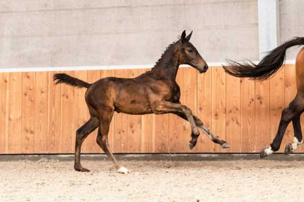 Springsteen-Capi - Barnbridge Auctions