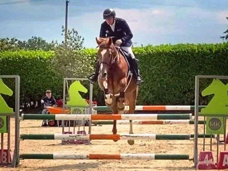 Ballingal Cool Diamond - Barnbridge Auctions