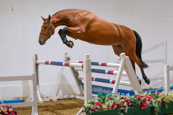 Billy Zippy - Barnbridge Auctions