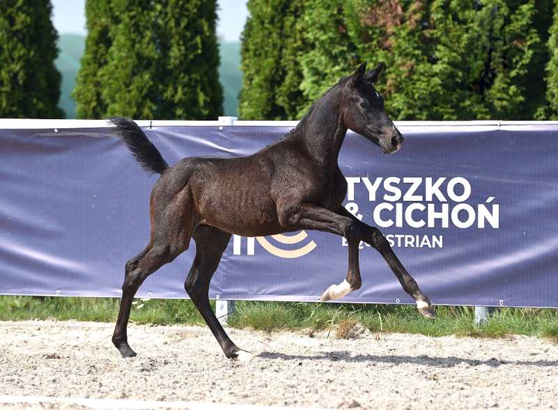 Chacolatte Blue MB - Barnbridge Auctions