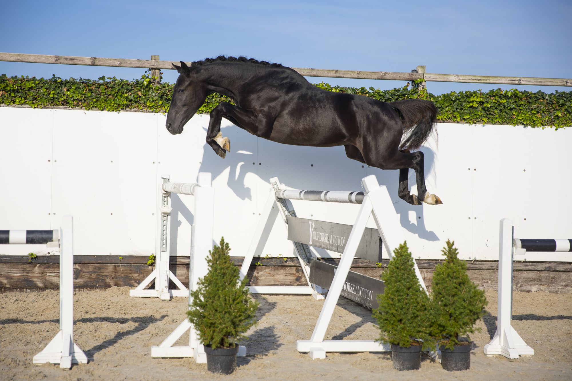 Kismo - Barnbridge Auctions