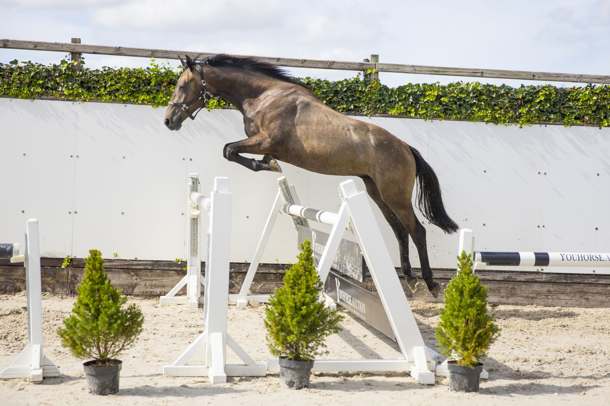 Kontento du Roi - Barnbridge Auctions