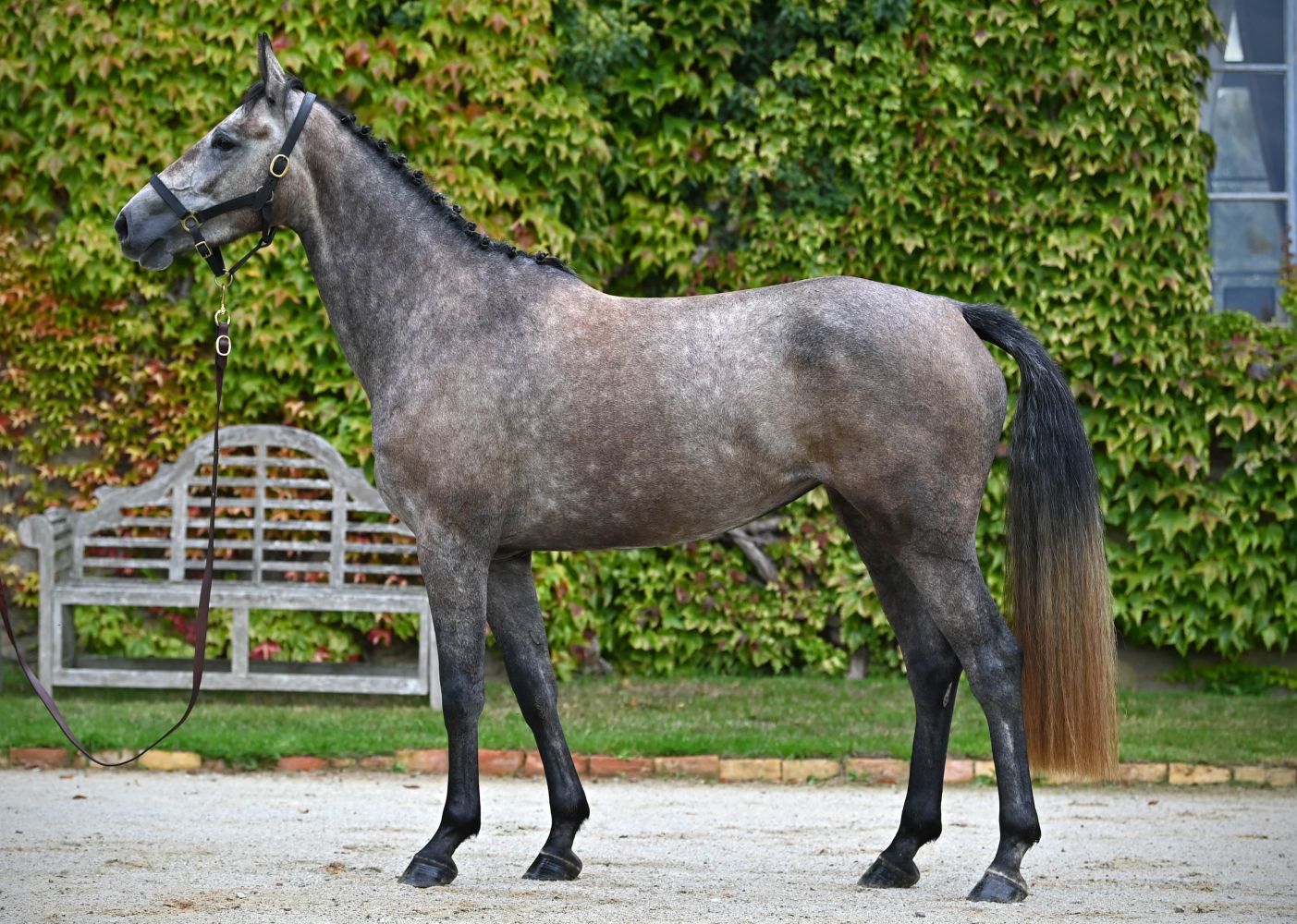 Jalmera Mail - Barnbridge Auctions