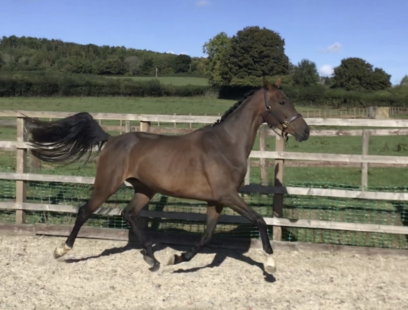 Equine Auction House - Barnbridge Auctions