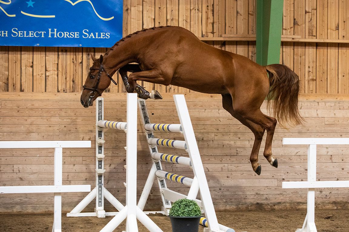 O Touch Me - Barnbridge Auctions