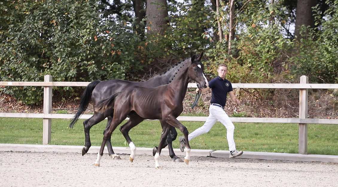 Shaka Zulu - Barnbridge Auctions