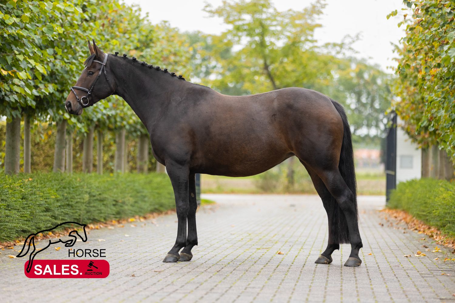 Rona de Kalvarie - Barnbridge Auctions