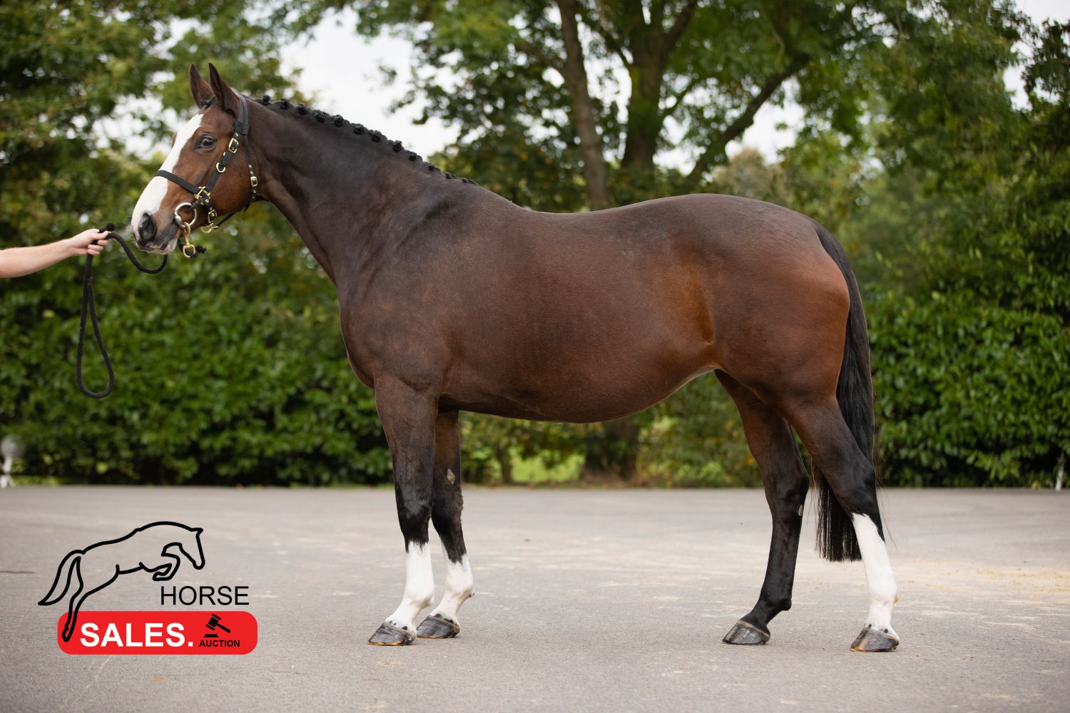 Izzy W - Barnbridge Auctions