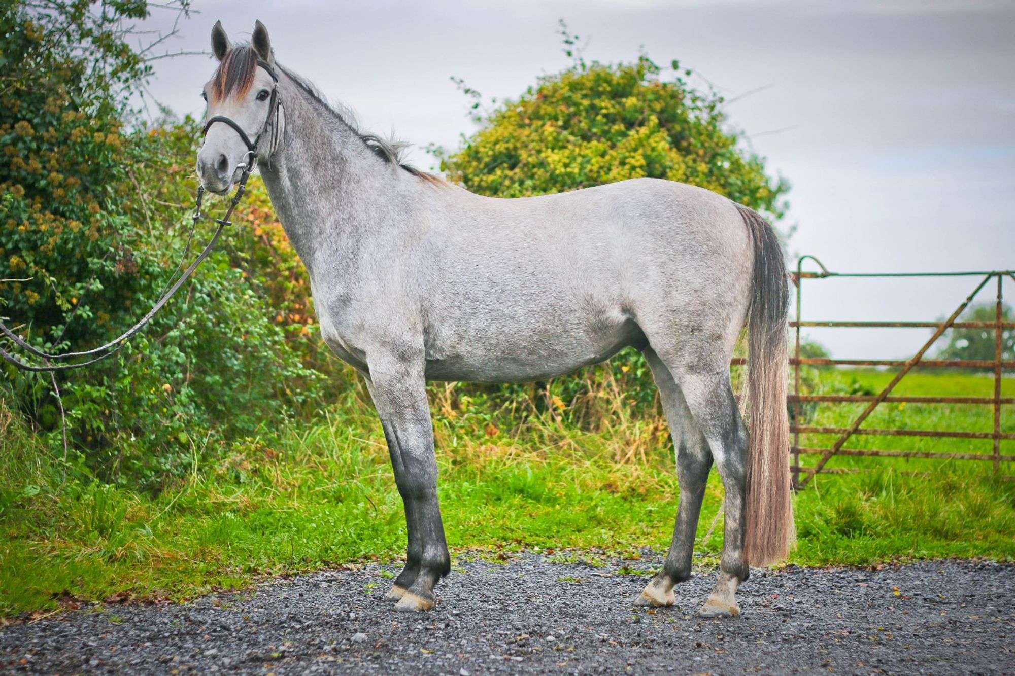 HVF First Edition - Barnbridge Auctions