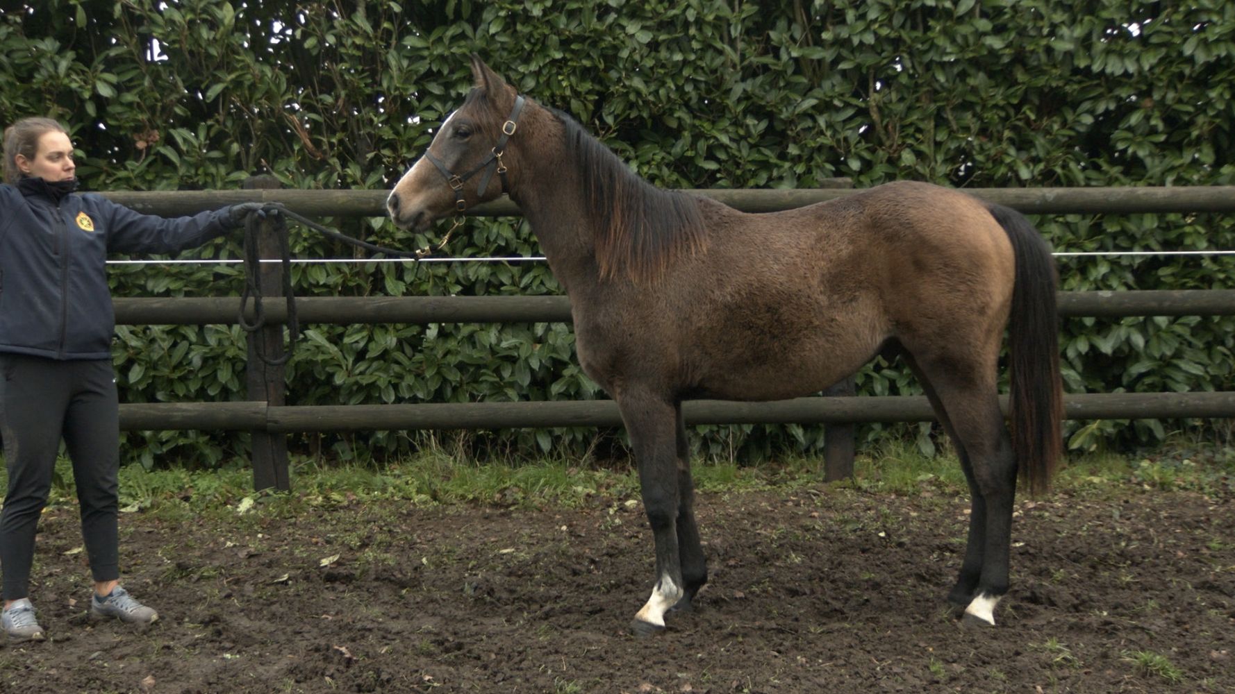 Sakhaa RCO - Barnbridge Auctions