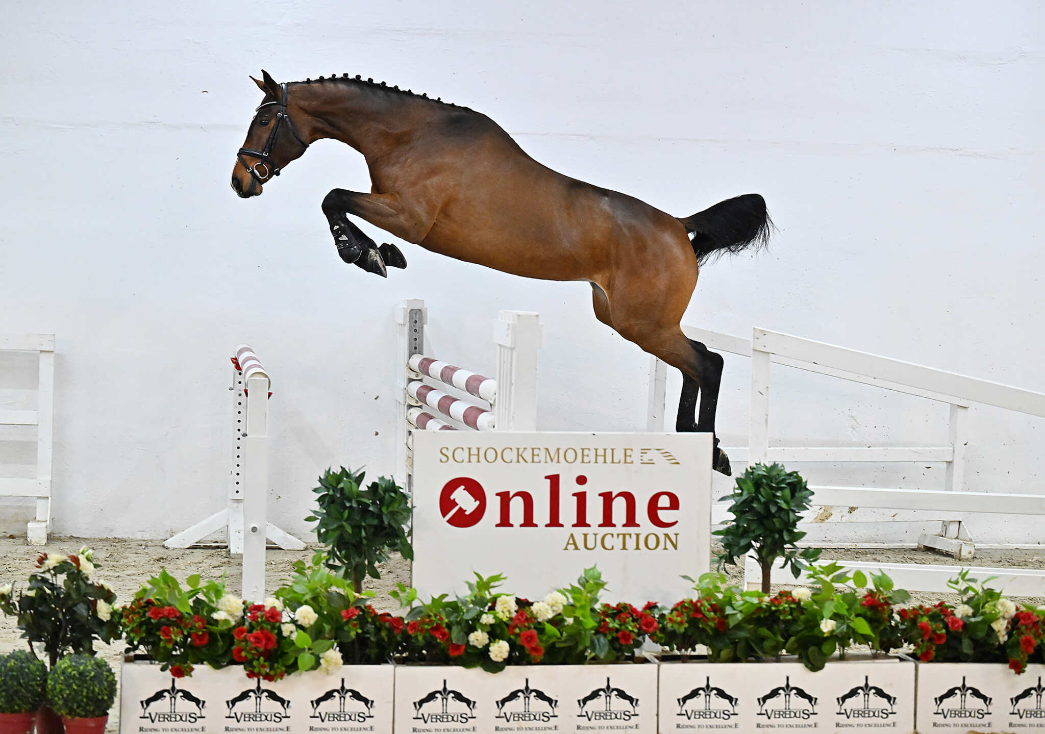 Contola Blue PS - Barnbridge Auctions