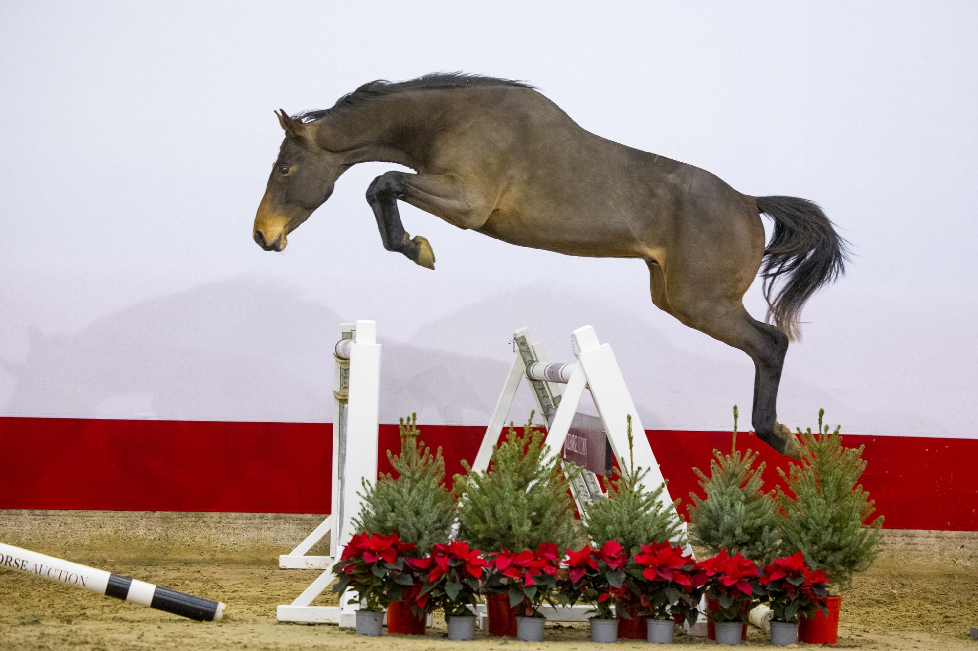 Prime-Time HS - Barnbridge Auctions