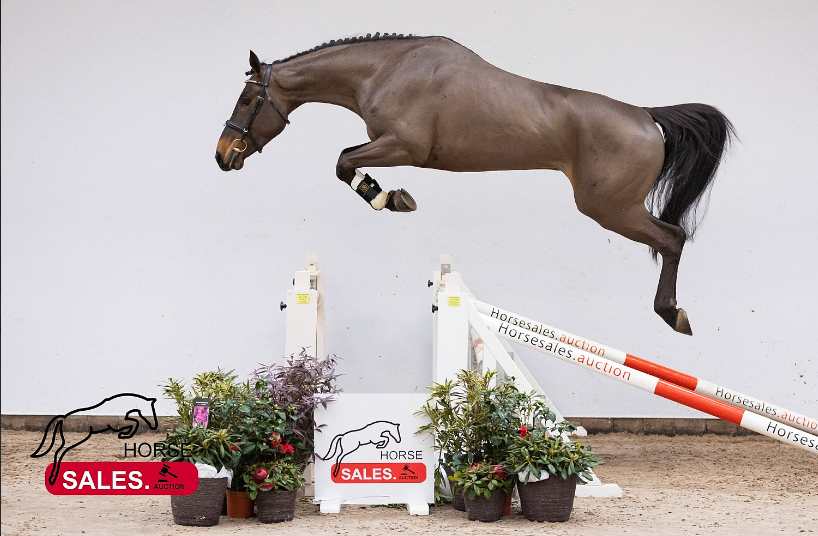 Conquest van de Eyckenhoeve Z - Barnbridge Auctions