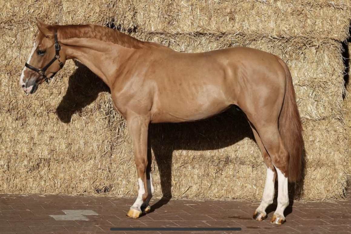 T'Atout van't Zittert - Barnbridge Auctions