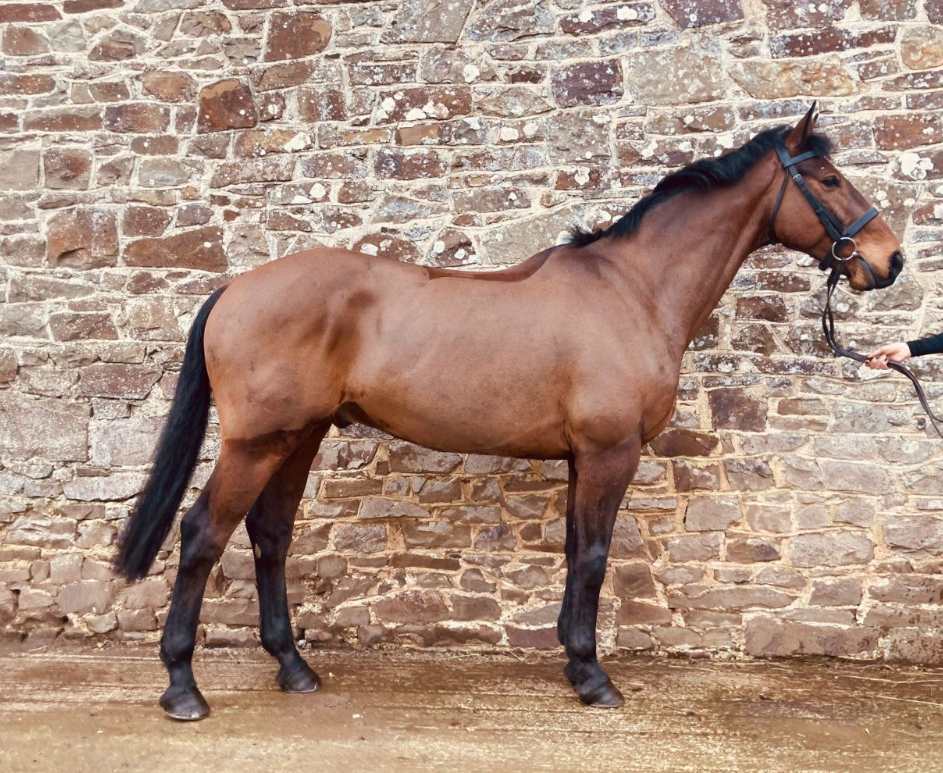 Castleconnell Shamboozie - Barnbridge Auctions