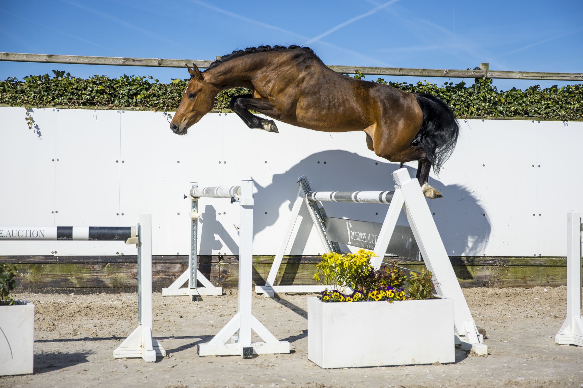 Pardoes van Stal Romano - Barnbridge Auctions