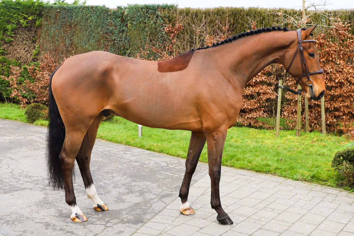 Scotch van't Paradijs - Barnbridge Auctions