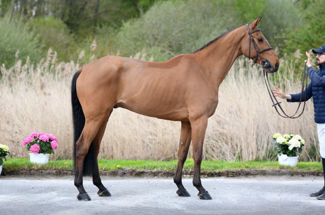 Cardento de Lazerou Z - Barnbridge Auctions