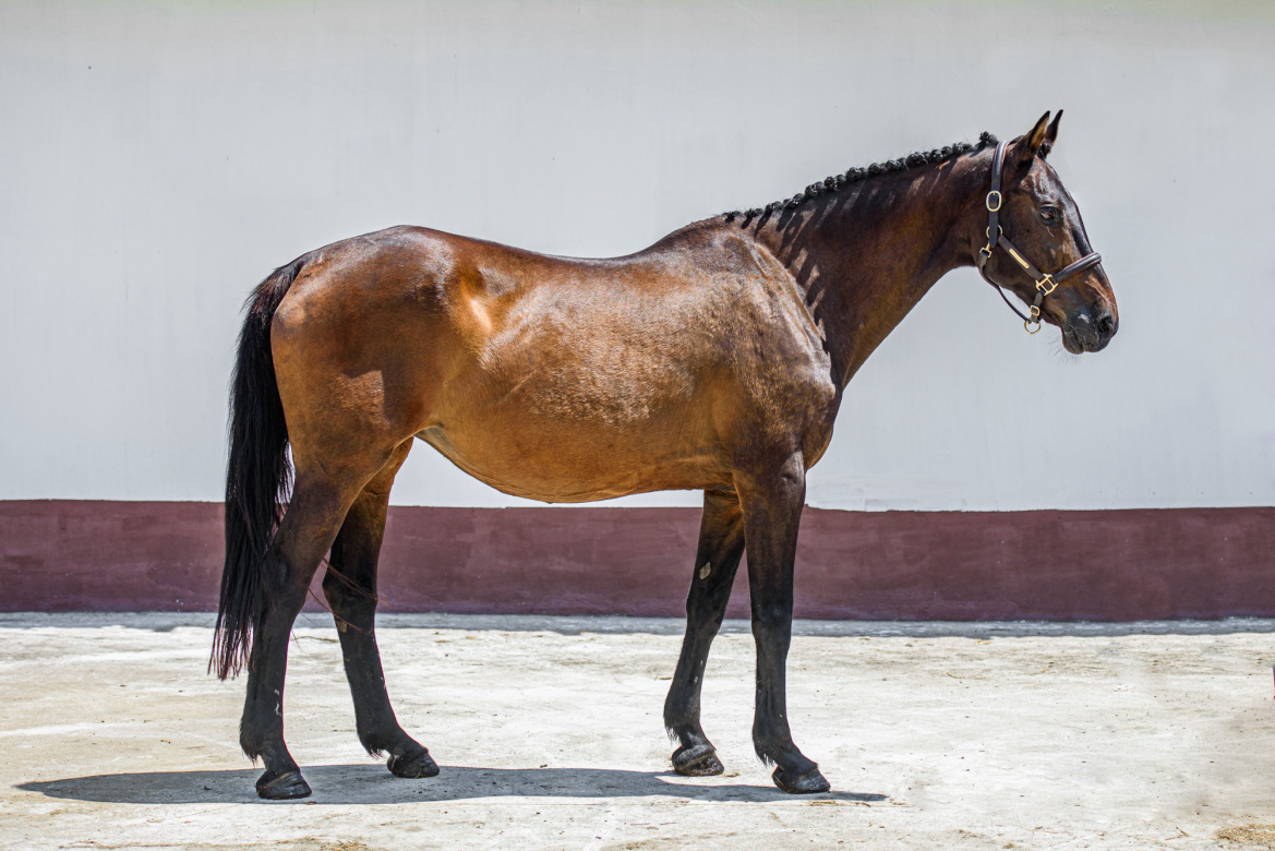 Capitolia - Barnbridge Auctions