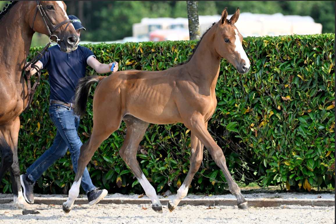 Double Touch van het Arkeveld Z - Barnbridge Auctions