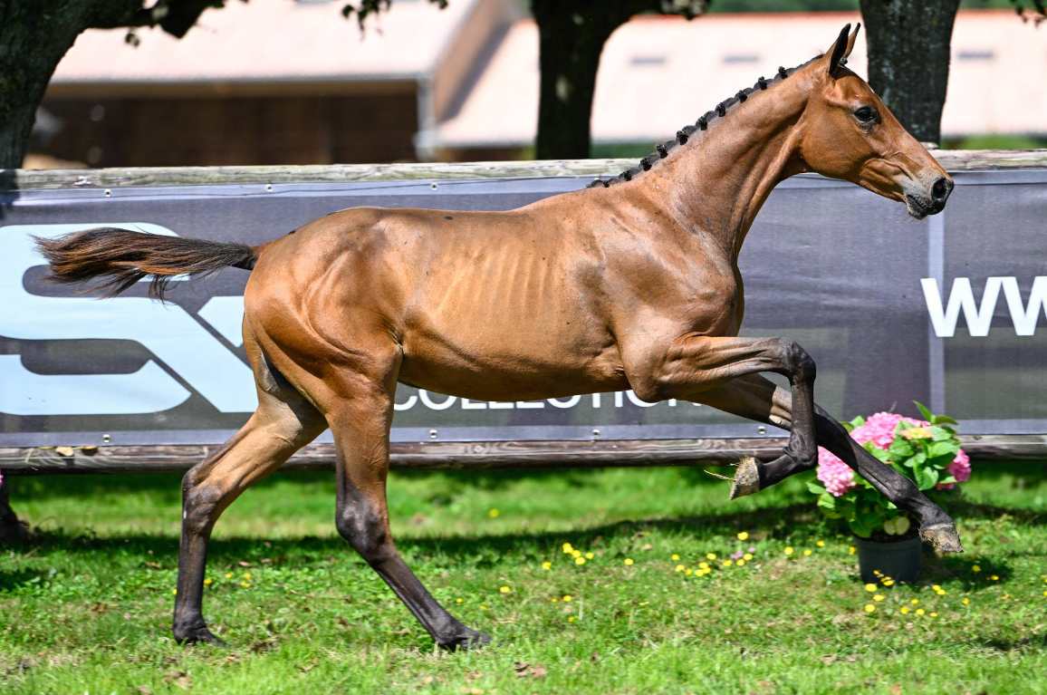 Crackerjack Pommex Z - Barnbridge Auctions