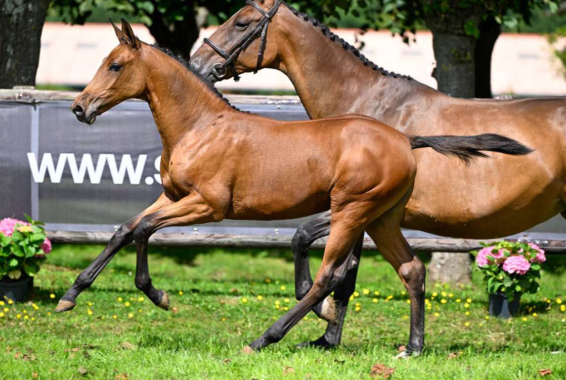 Billie Jean Pommex Z - Barnbridge Auctions