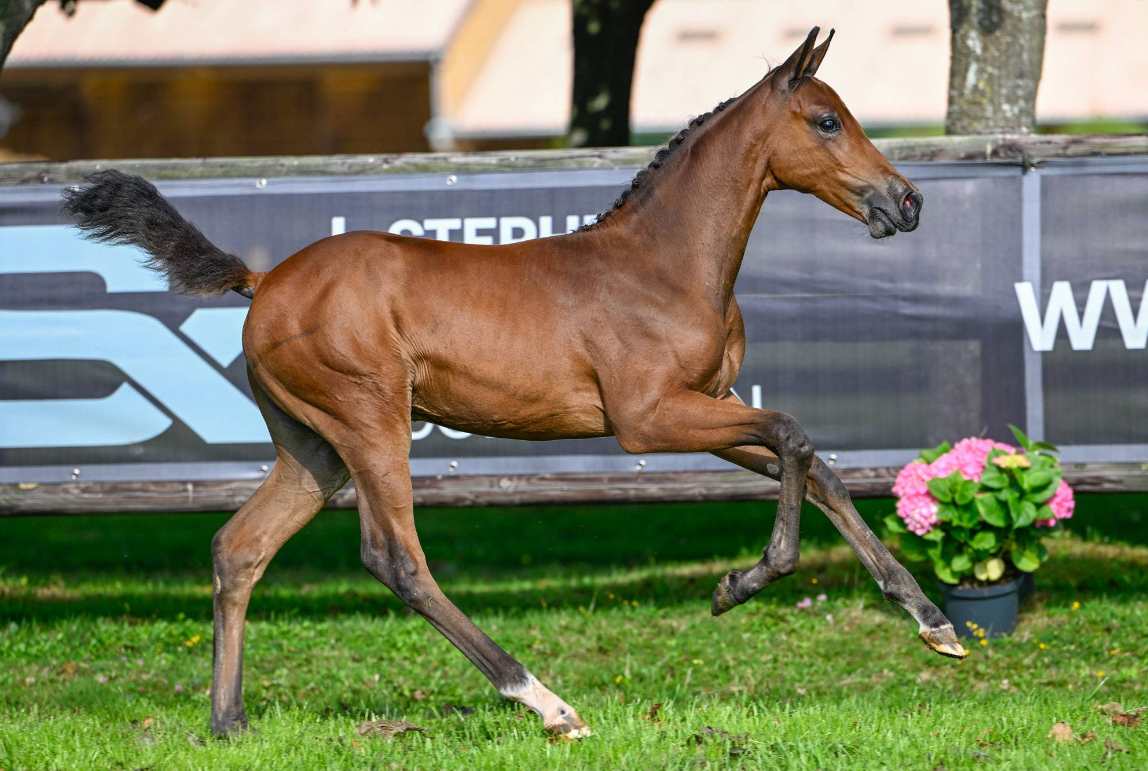 Hicks Pommex Z - Barnbridge Auctions