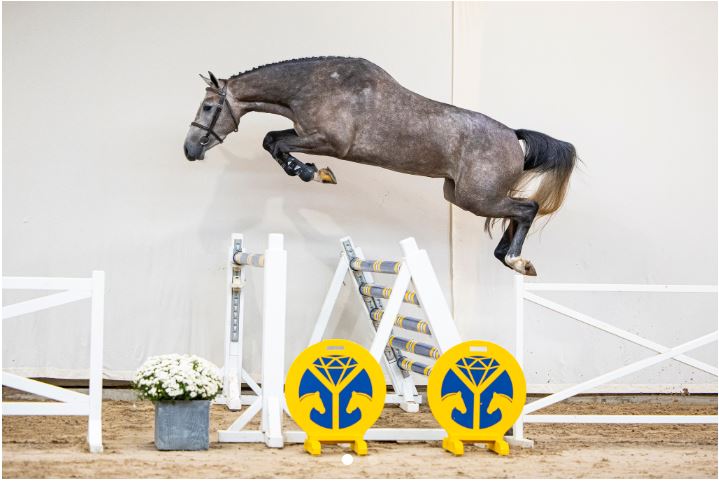 Parusa - Barnbridge Auctions
