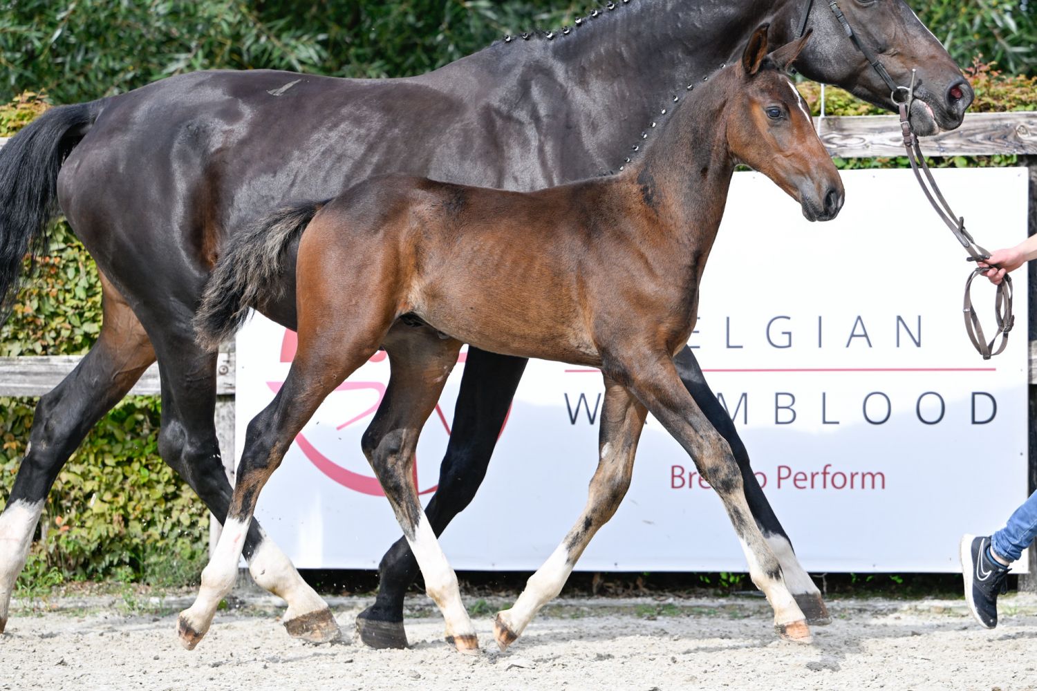 Ambiorix van het Nederveld - Barnbridge Auctions