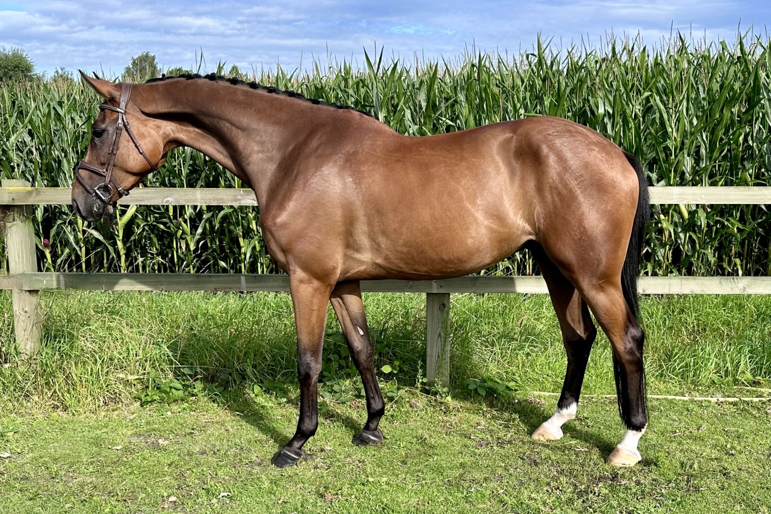 Turbo Magic - Barnbridge Auctions