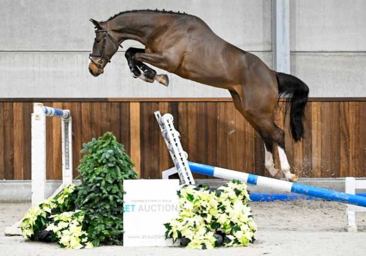 Powerboy Quick B - Barnbridge Auctions