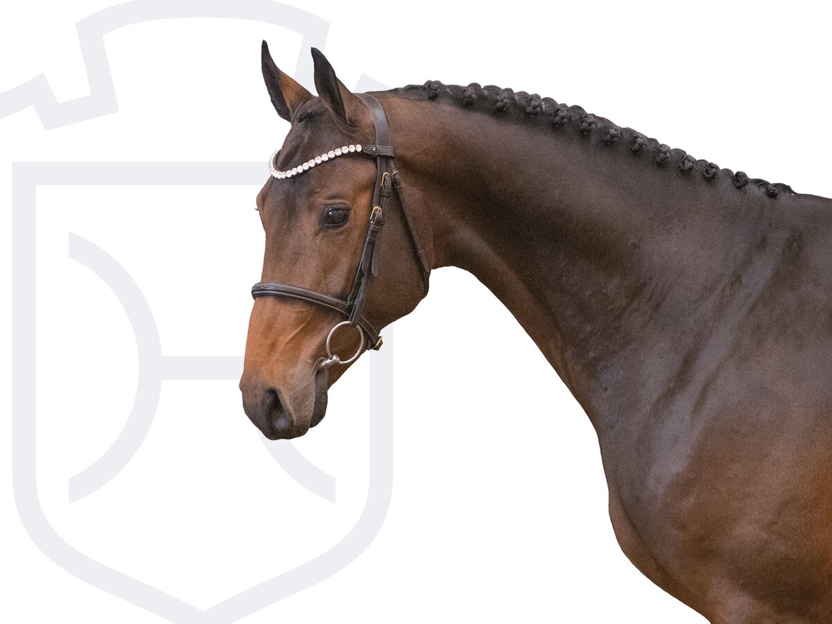 Stark Chocolate - Barnbridge Auctions