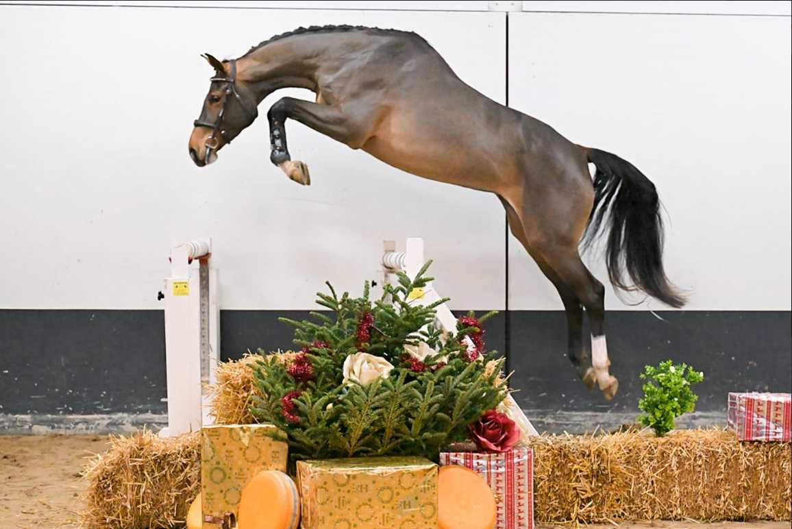 Ceres vd Mespel Z - Barnbridge Auctions