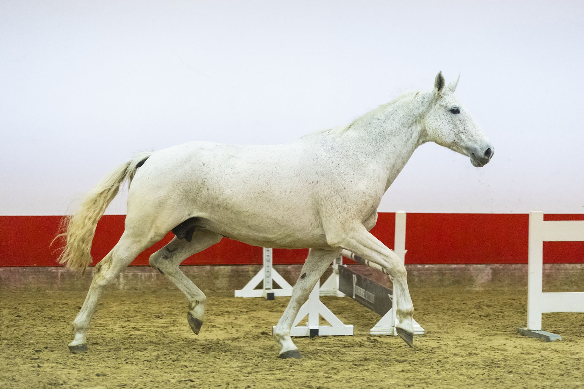 Calvara - Barnbridge Auctions