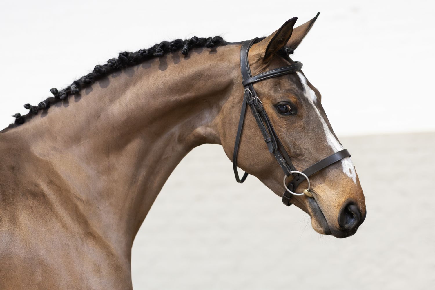 Tazie Pommex Z - Barnbridge Auctions