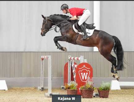 Kajana W - Barnbridge Auctions